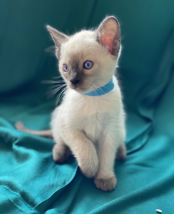 Gallery – Simon Says Siamese Cattery