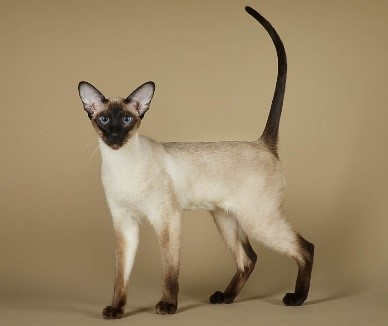 TRADITIONAL, CLASSIC AND MODERN SIAMESE – Simon Says Siamese Cattery