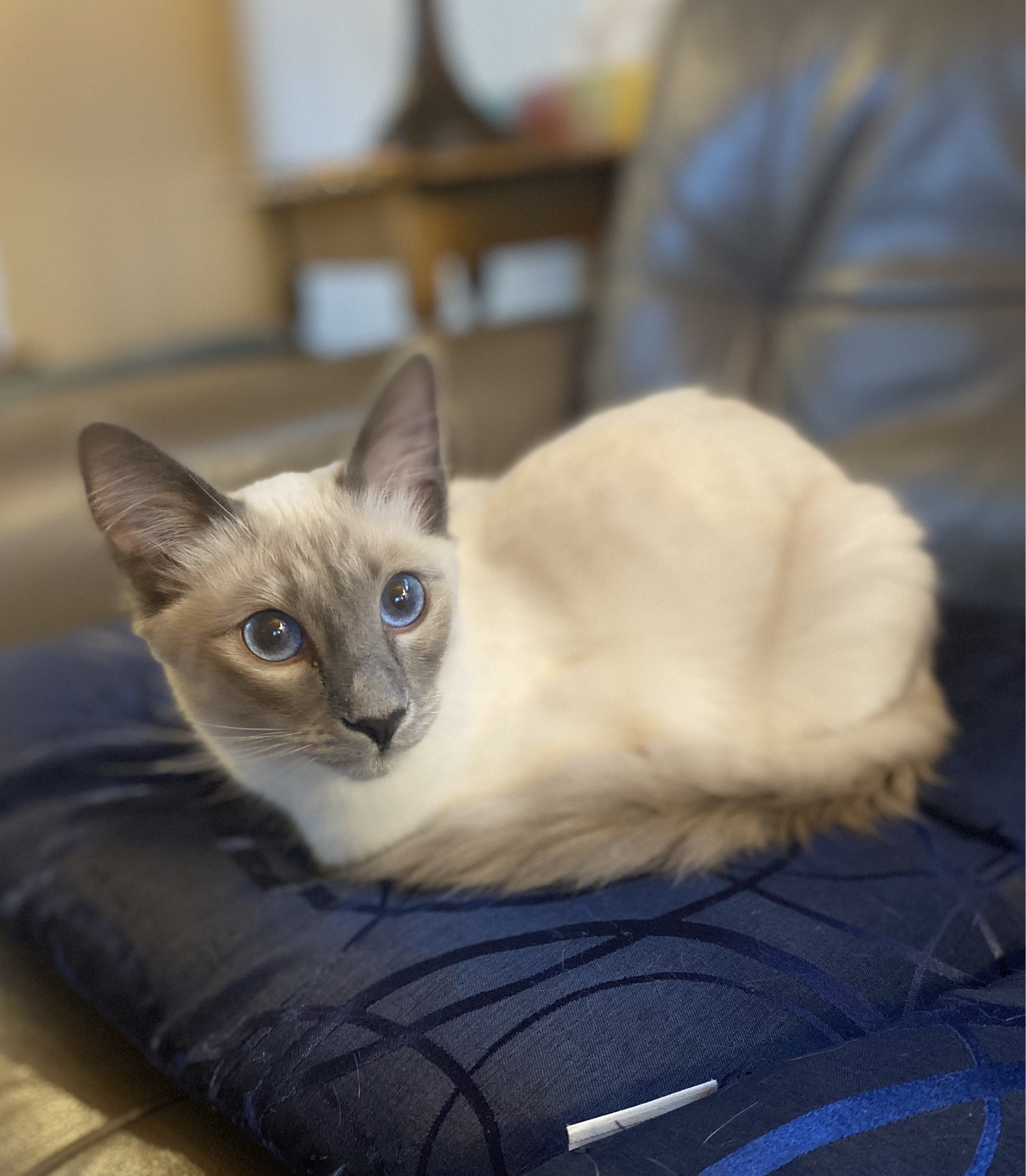 Simon Says Siamese Cattery – We are a small home-based cattery on ...