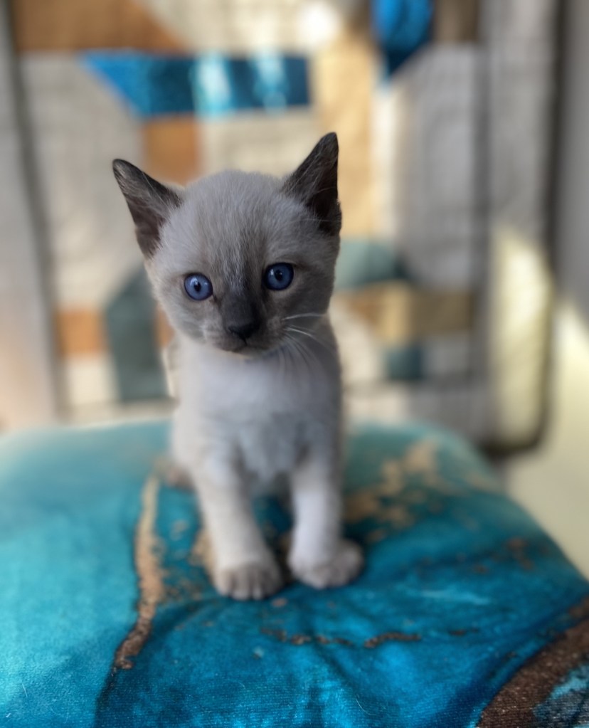 Available Kittens – Simon Says Siamese Cattery