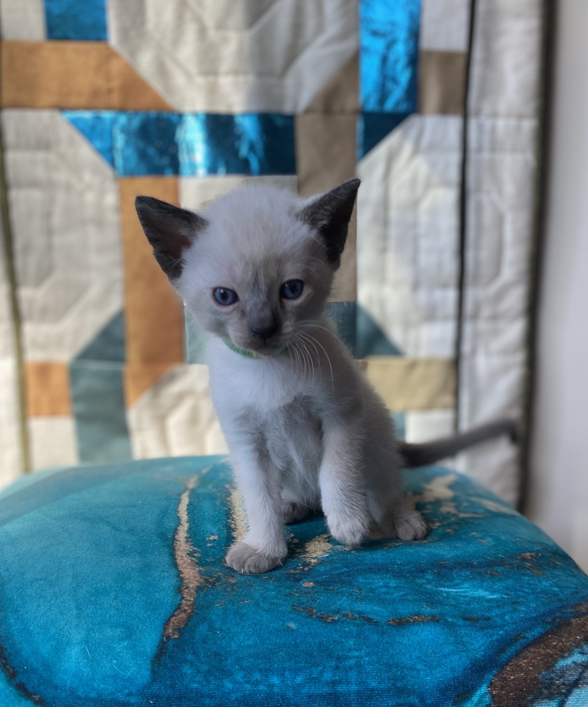 Available Kittens – Simon Says Siamese Cattery