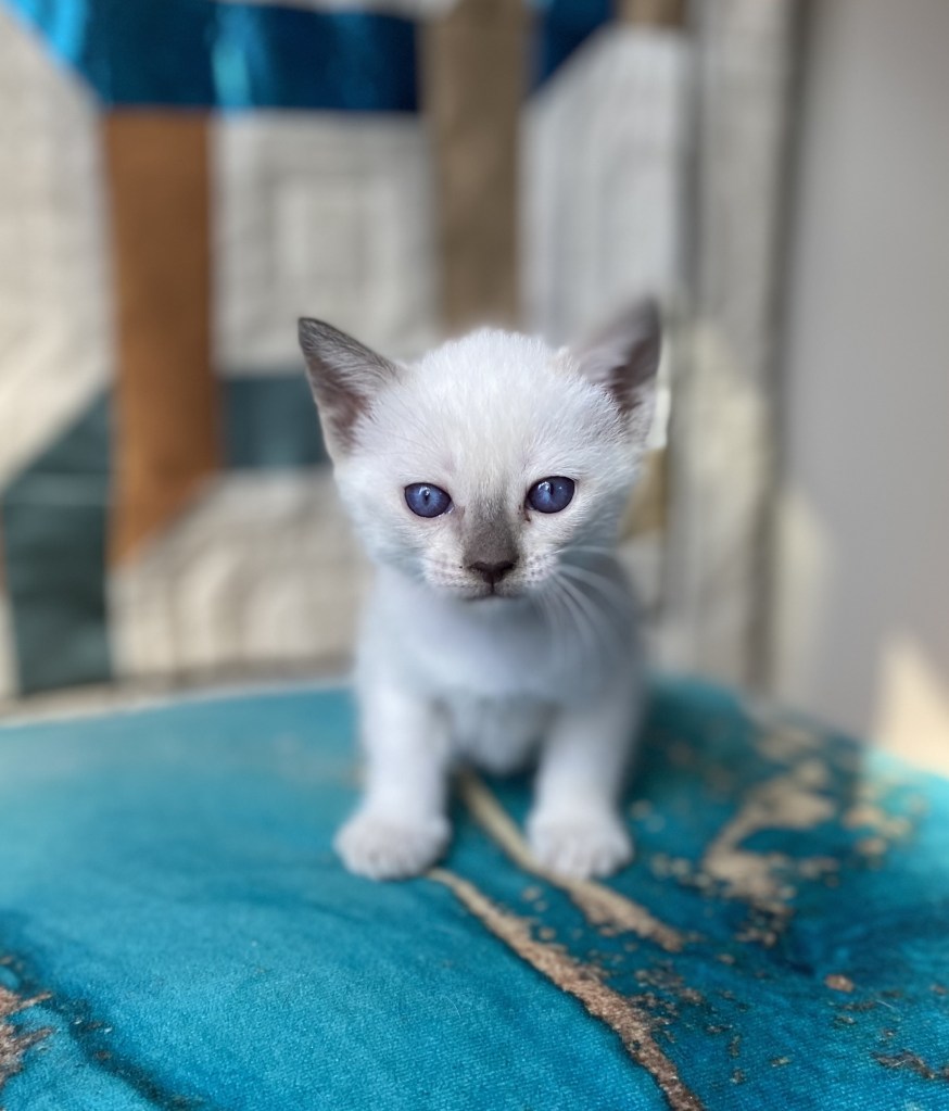 Available Kittens – Simon Says Siamese Cattery