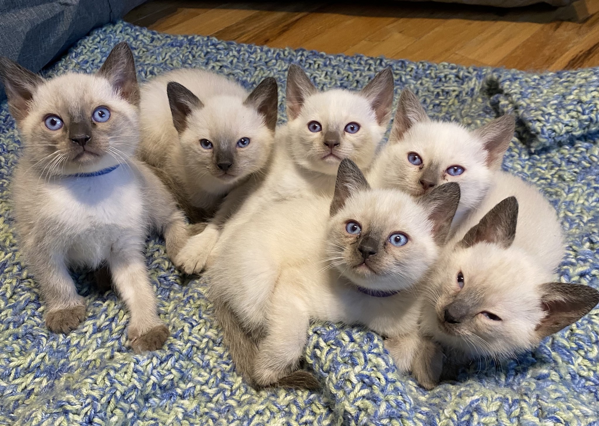 Simon Says Siamese Cattery – We are a small home-based cattery on ...