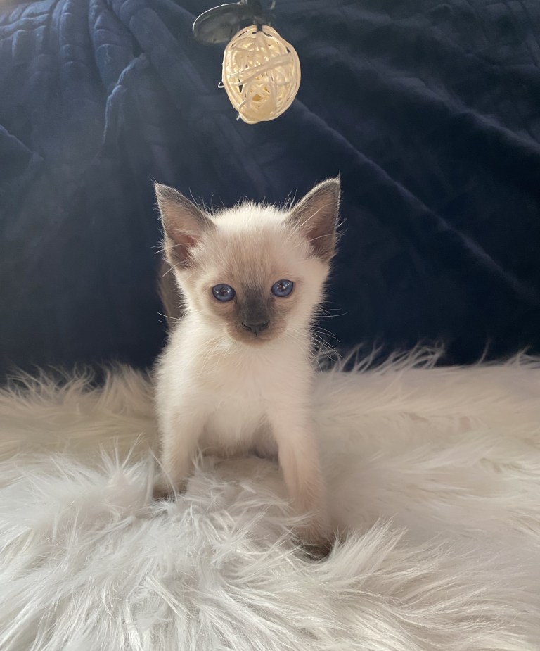 Available Kittens – Simon Says Siamese Cattery