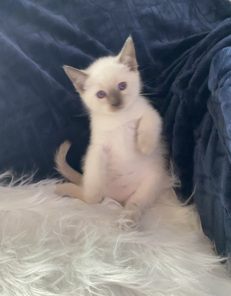 Available Kittens – Simon Says Siamese Cattery