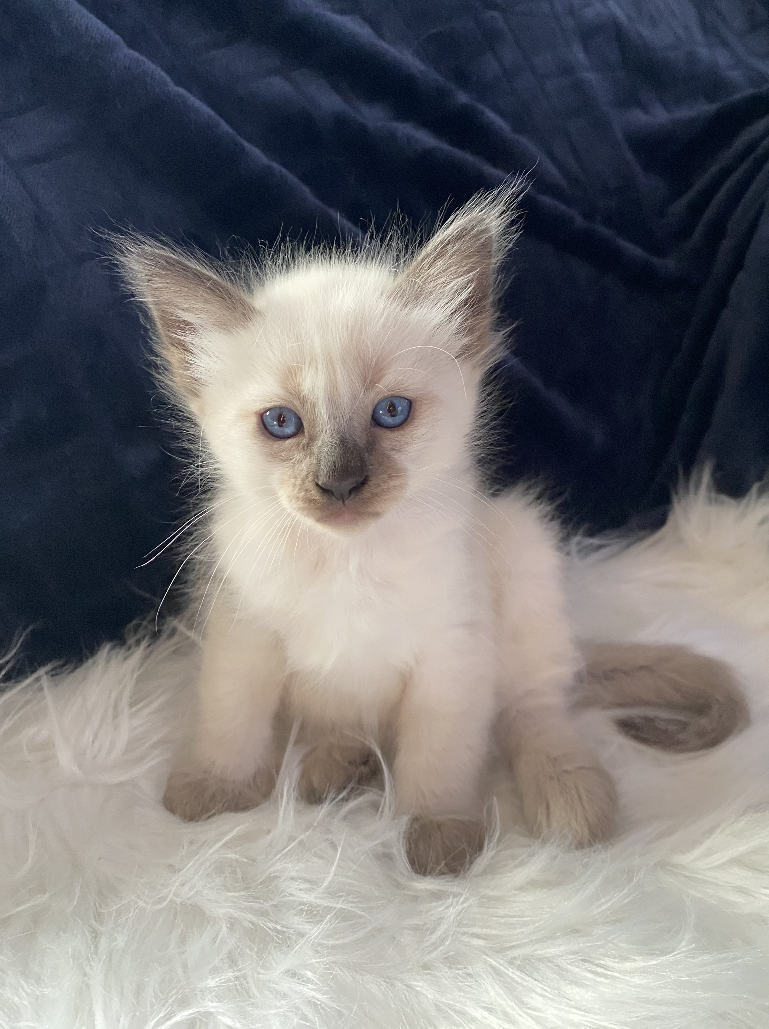 Available Kittens – Simon Says Siamese Cattery