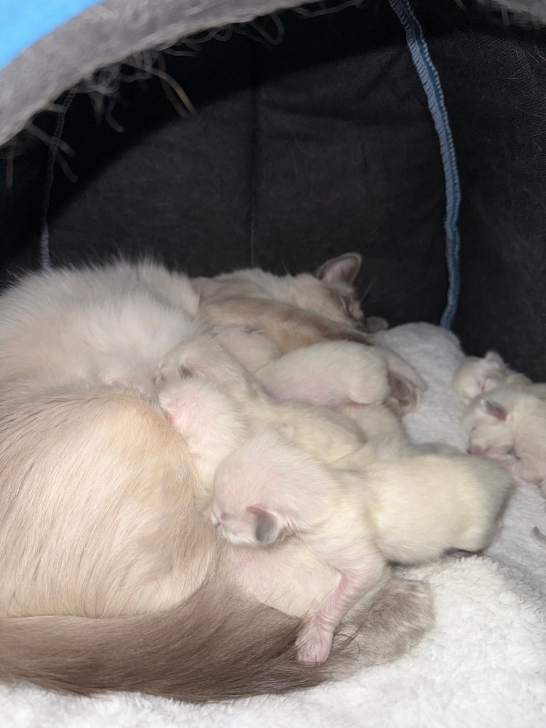 Available Kittens – Simon Says Siamese Cattery