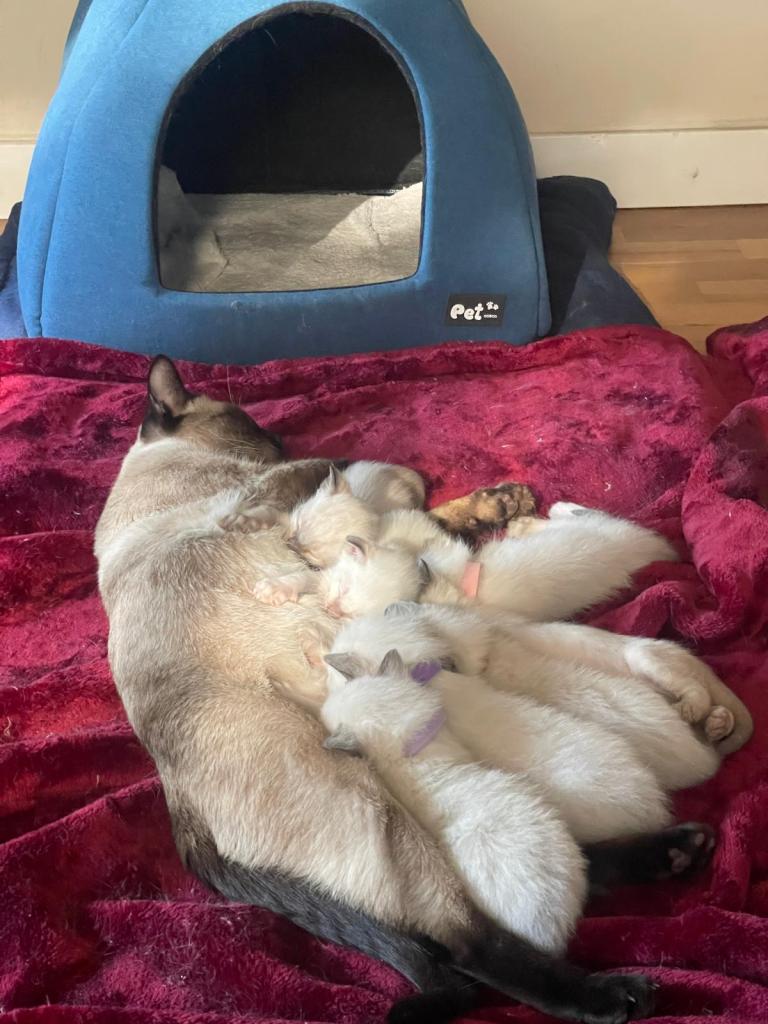 Available Kittens – Simon Says Siamese Cattery